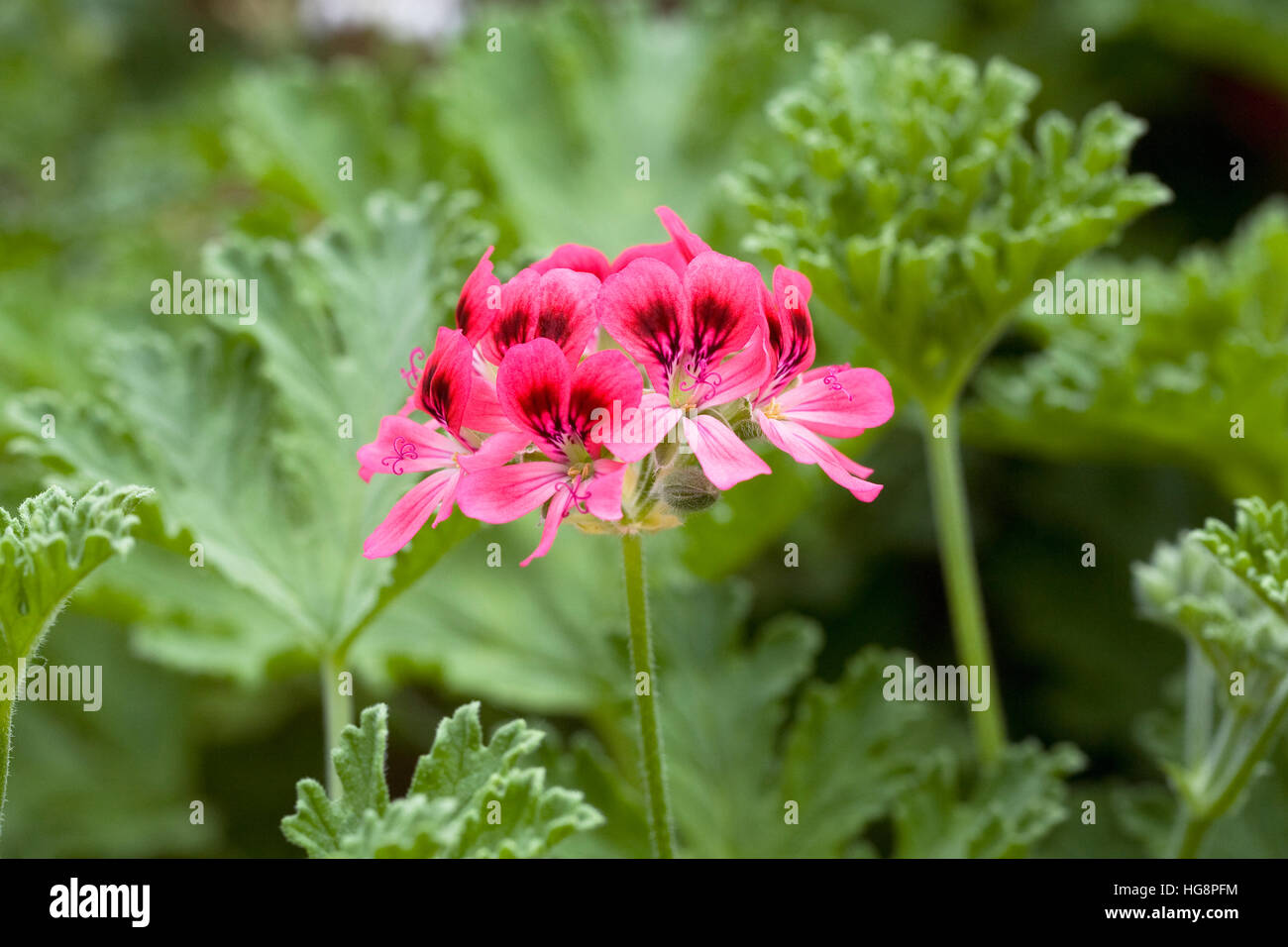 Piante di pelargonium rosa immagini e fotografie stock ad alta ...