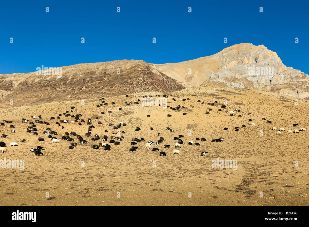 Branco di pecore e capre in himalaya immagini e fotografie stock ad ...