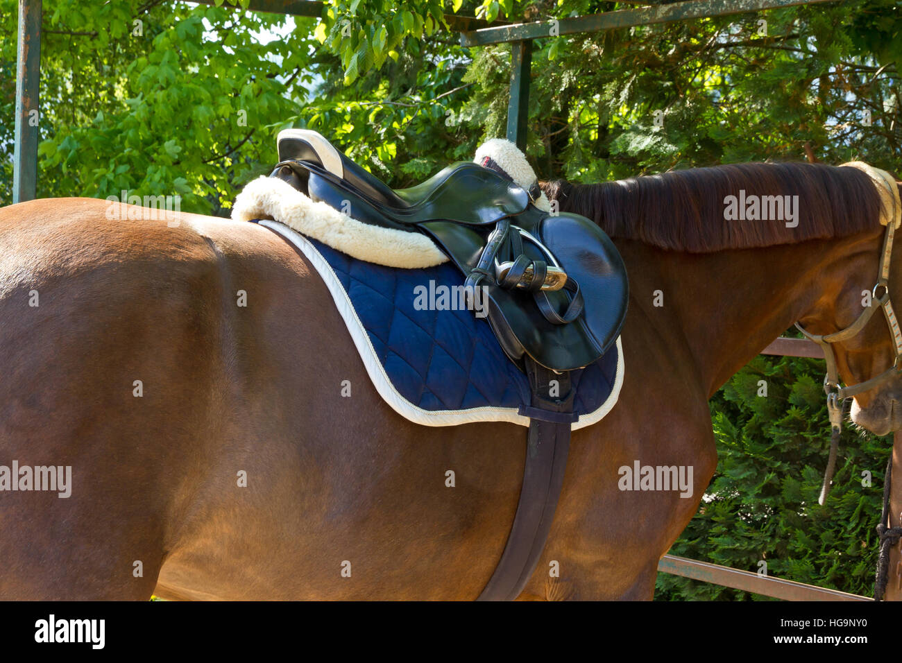 Sella da cavallo immagini e fotografie stock ad alta risoluzione - Alamy
