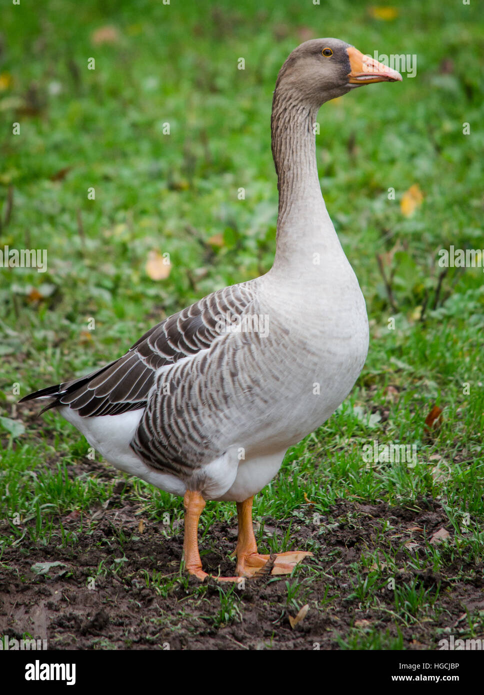 Anatra testa marrone immagini e fotografie stock ad alta risoluzione ...