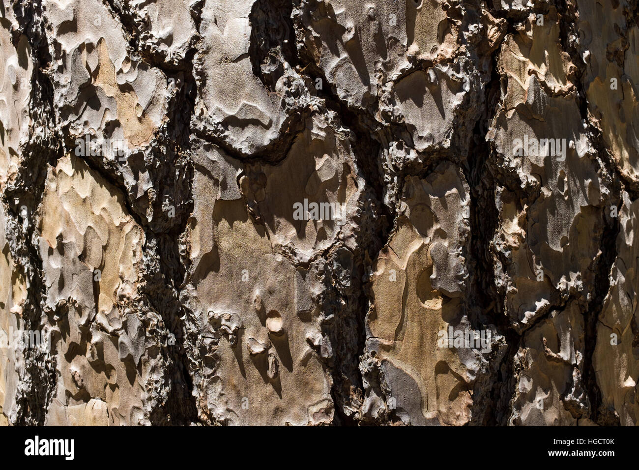 Schemi di corteccia immagini e fotografie stock ad alta risoluzione - Alamy