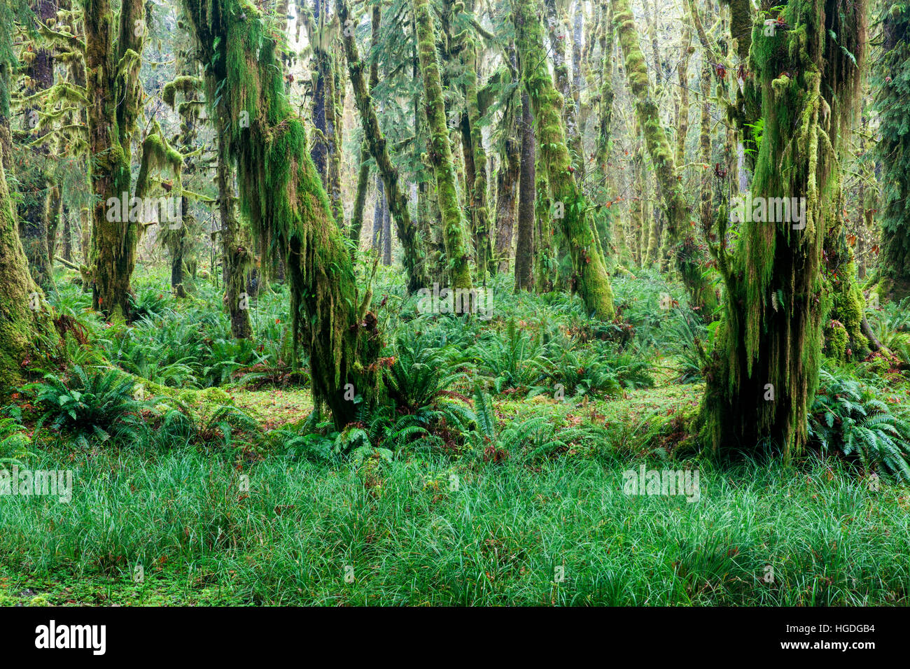 Ciclo di foresta pluviale glade acero immagini e fotografie stock ad alta risoluzione - Alamy