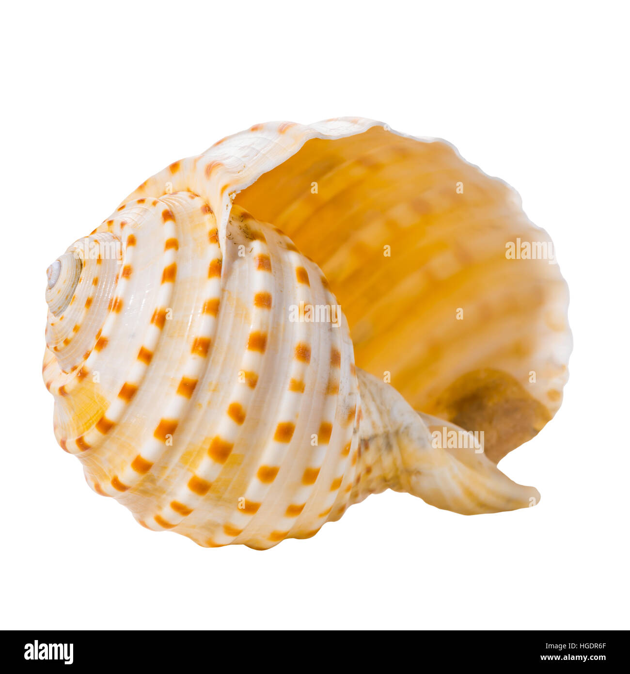 Sfondo cockleshell immagini e fotografie stock ad alta risoluzione - Alamy