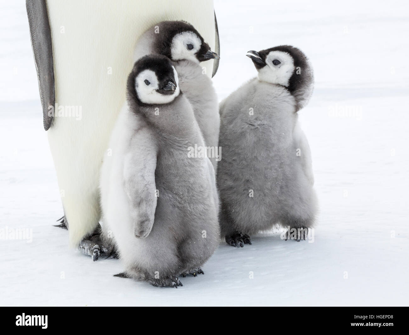 Tre pinguino imperatore pulcini con due interagire Foto stock - Alamy