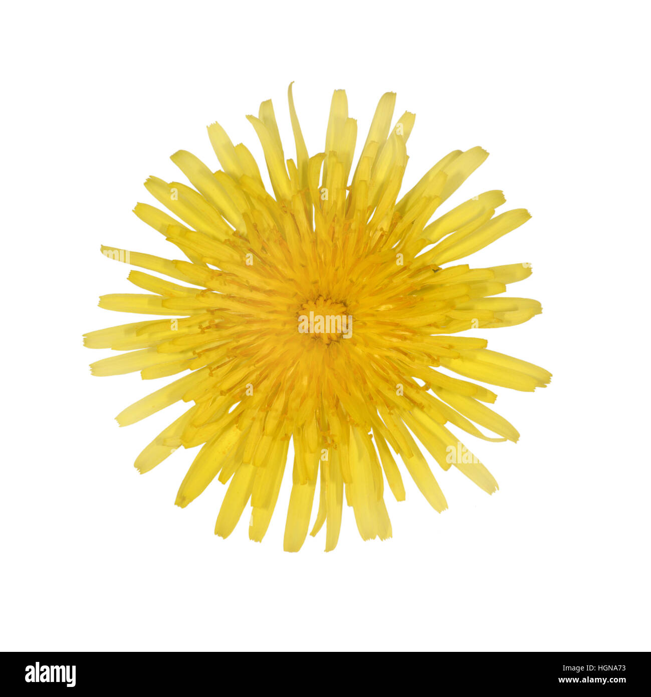 Taraxacum officinale taraxacum officinale immagini e fotografie stock ...