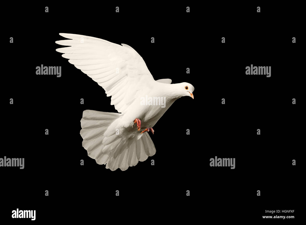 Colomba bianca battenti simbolo dell amore isolati su sfondo nero,il ...