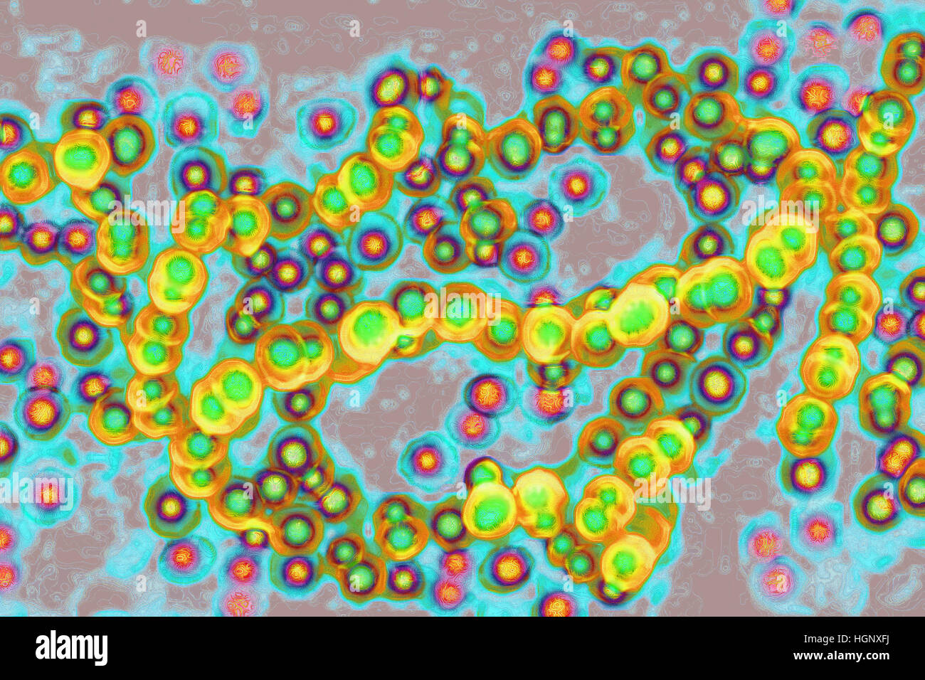 Streptococcus pyogenes gruppo a immagini e fotografie stock ad alta ...
