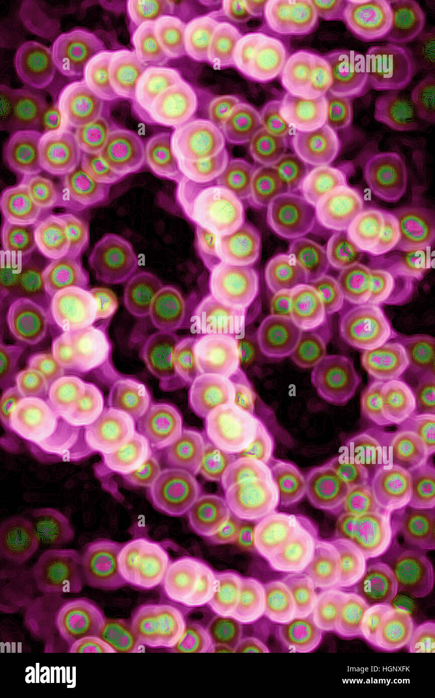 Streptococcus pyogenes gruppo a immagini e fotografie stock ad alta ...