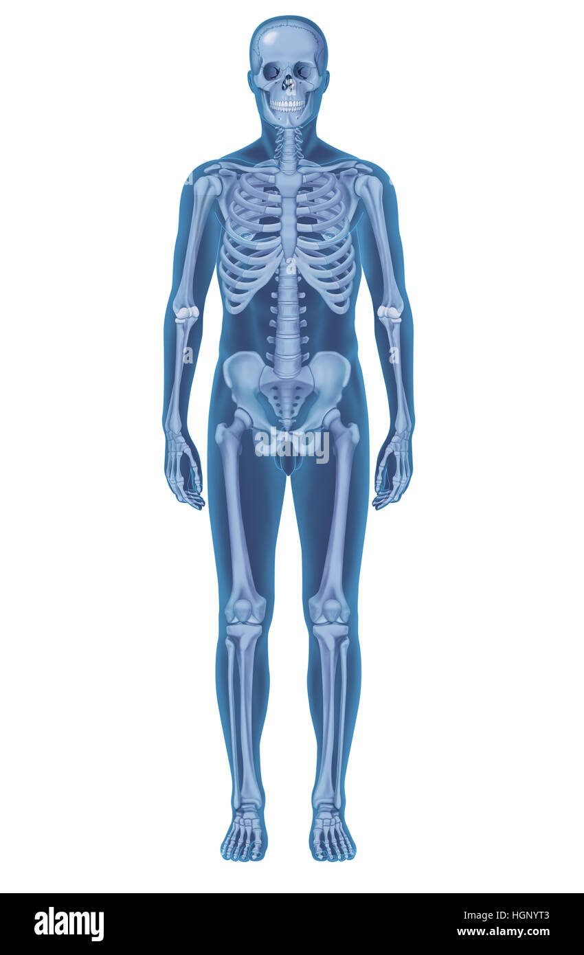 Illustrazione a figura intera immagini e fotografie stock ad alta ...