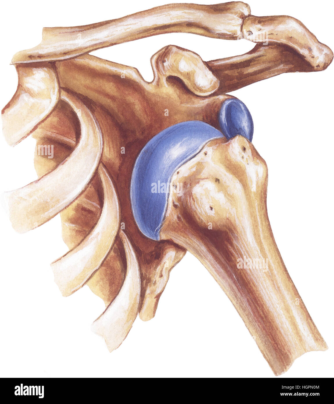 Ossa della spalla immagini e fotografie stock ad alta risoluzione - Alamy