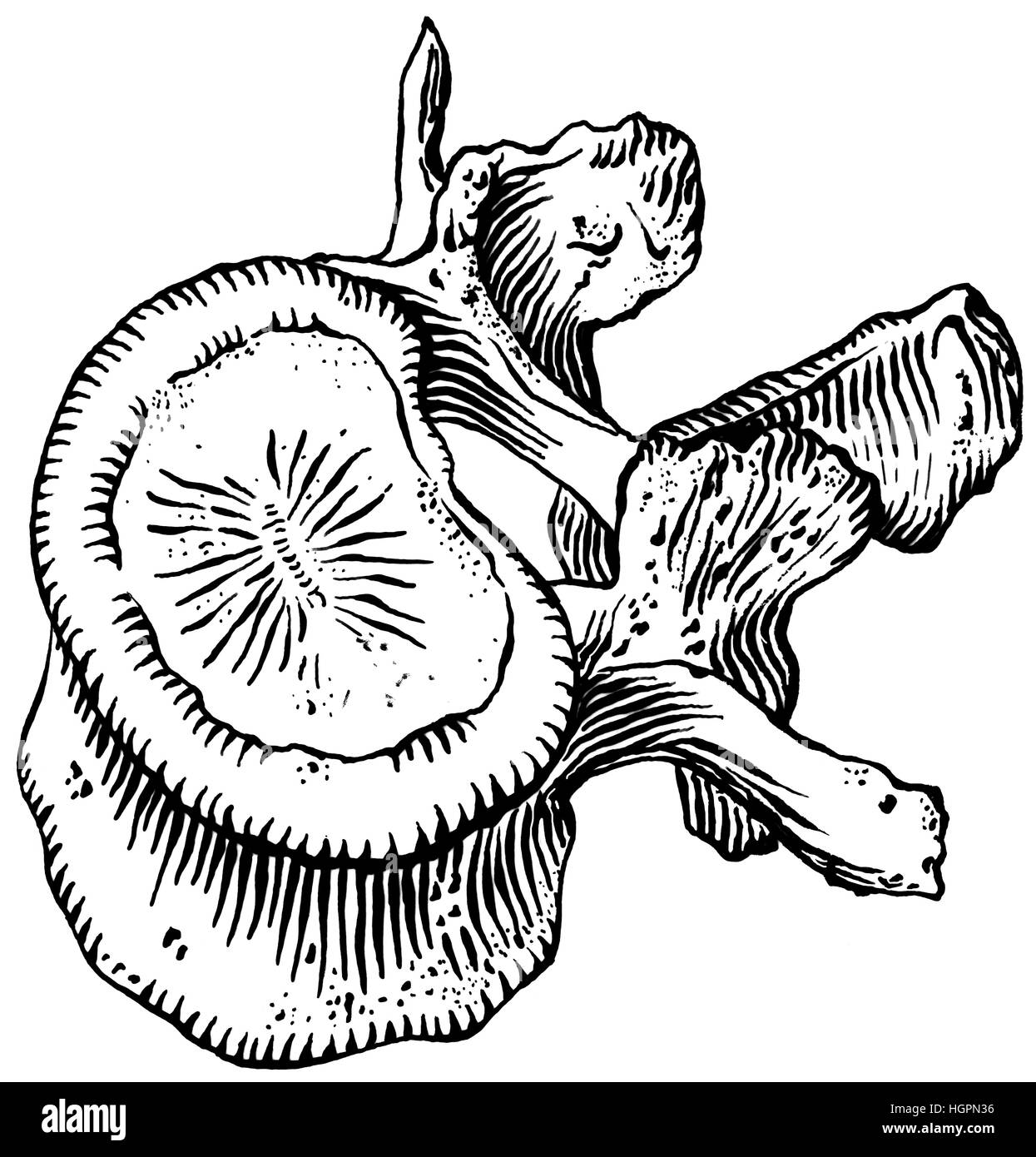 Vertebra lombar immagini e fotografie stock ad alta risoluzione - Alamy