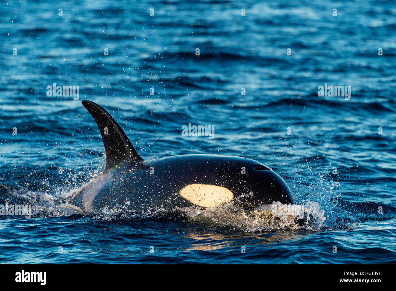 Killer whale norway immagini e fotografie stock ad alta risoluzione - Alamy