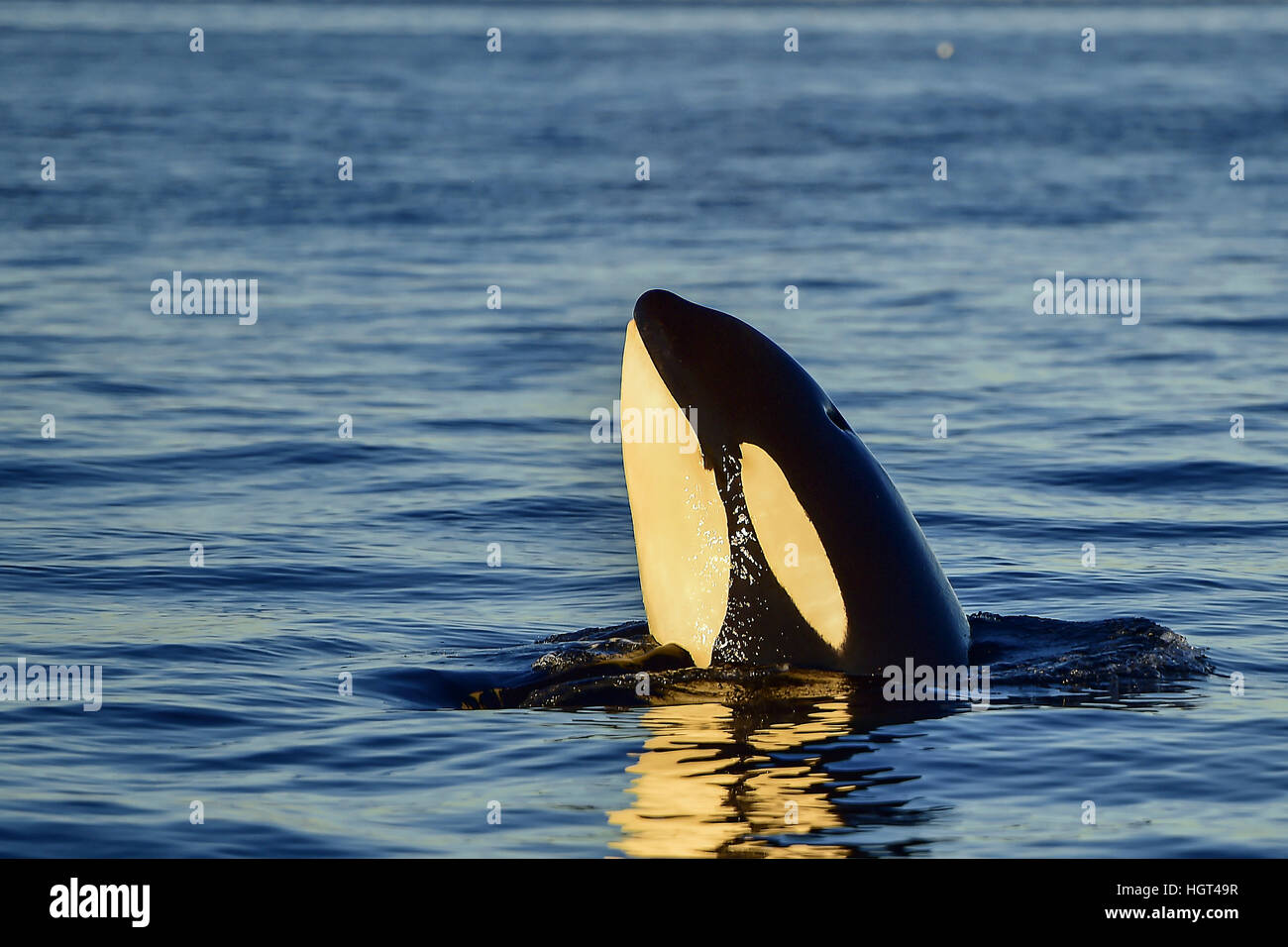 Orca o balena killer (Orcinus orca), spyhopping, Kaldfjorden, Norvegia ...