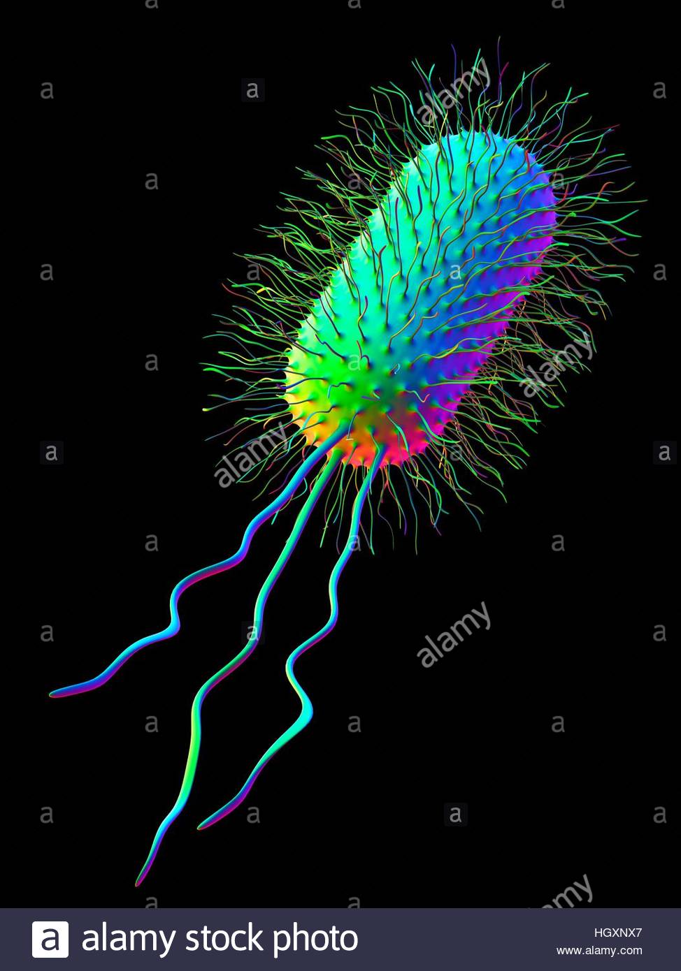 Escherichia Coli Bacterium Immagini & Escherichia Coli Bacterium Fotos ...