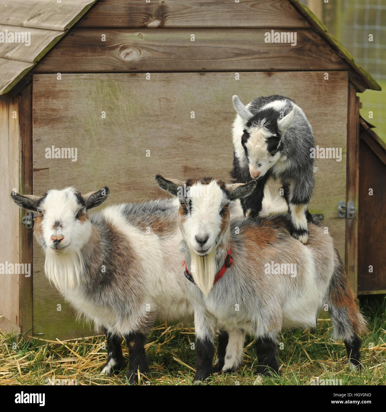 Capre che giocano immagini e fotografie stock ad alta risoluzione - Alamy