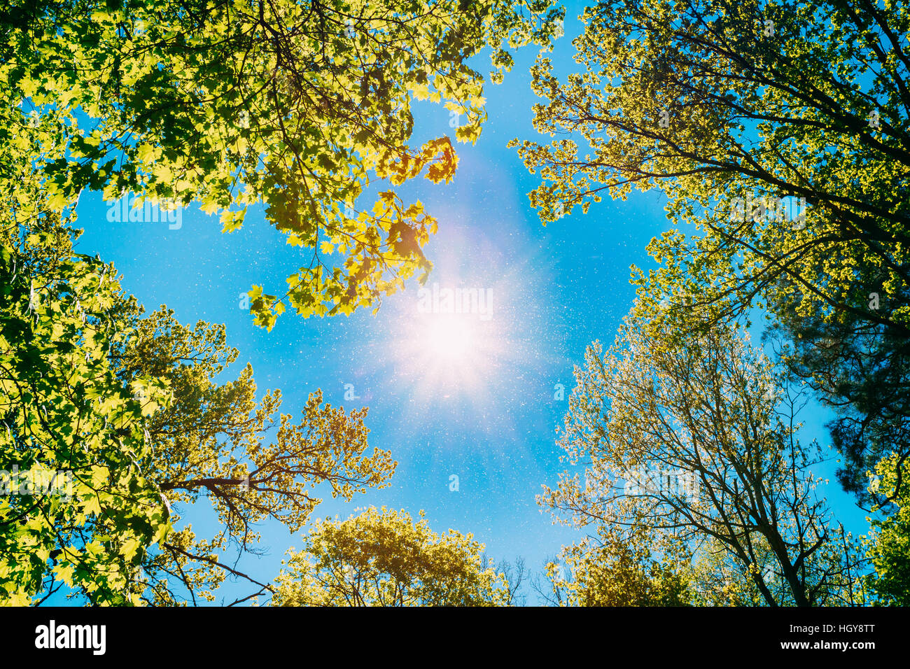 Primavera Estate sole che splende attraverso il baldacchino di alberi ...