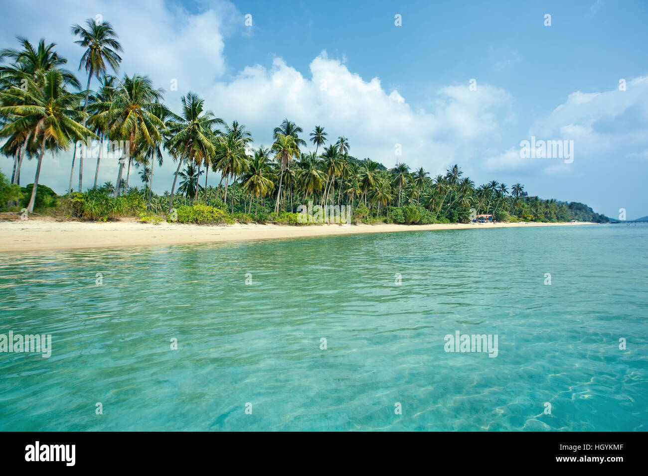Palme Da Cocco Immagini e Fotos Stock - Alamy
