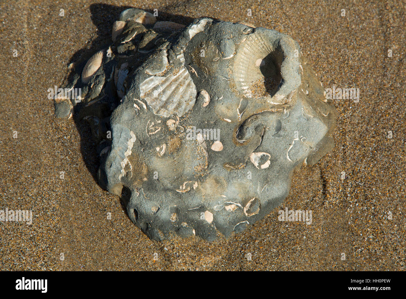 Fossili sulla spiaggia di moolack immagini e fotografie stock ad alta ...