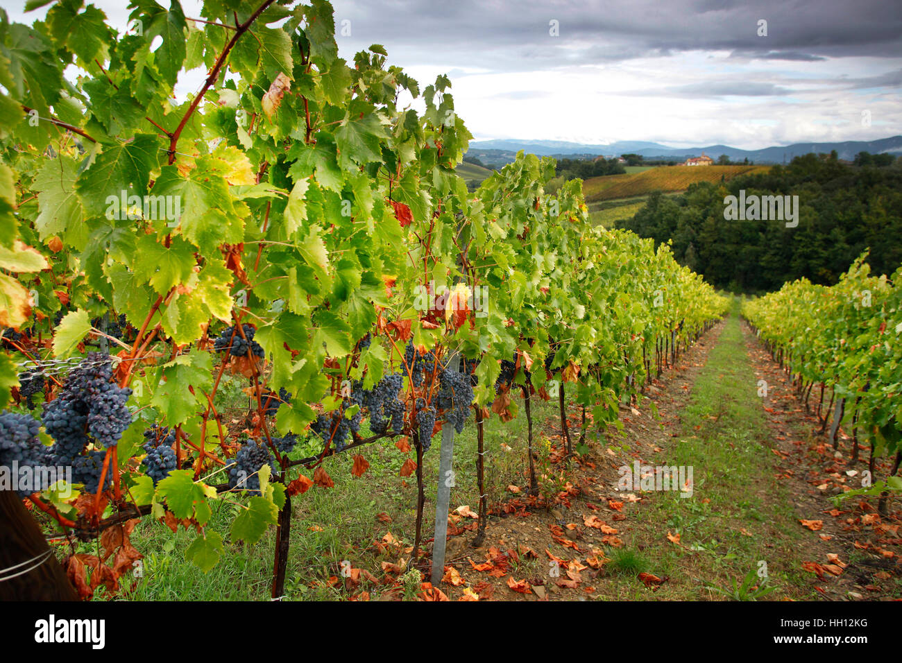 Vigneti toscana italia immagini e fotografie stock ad alta risoluzione ...
