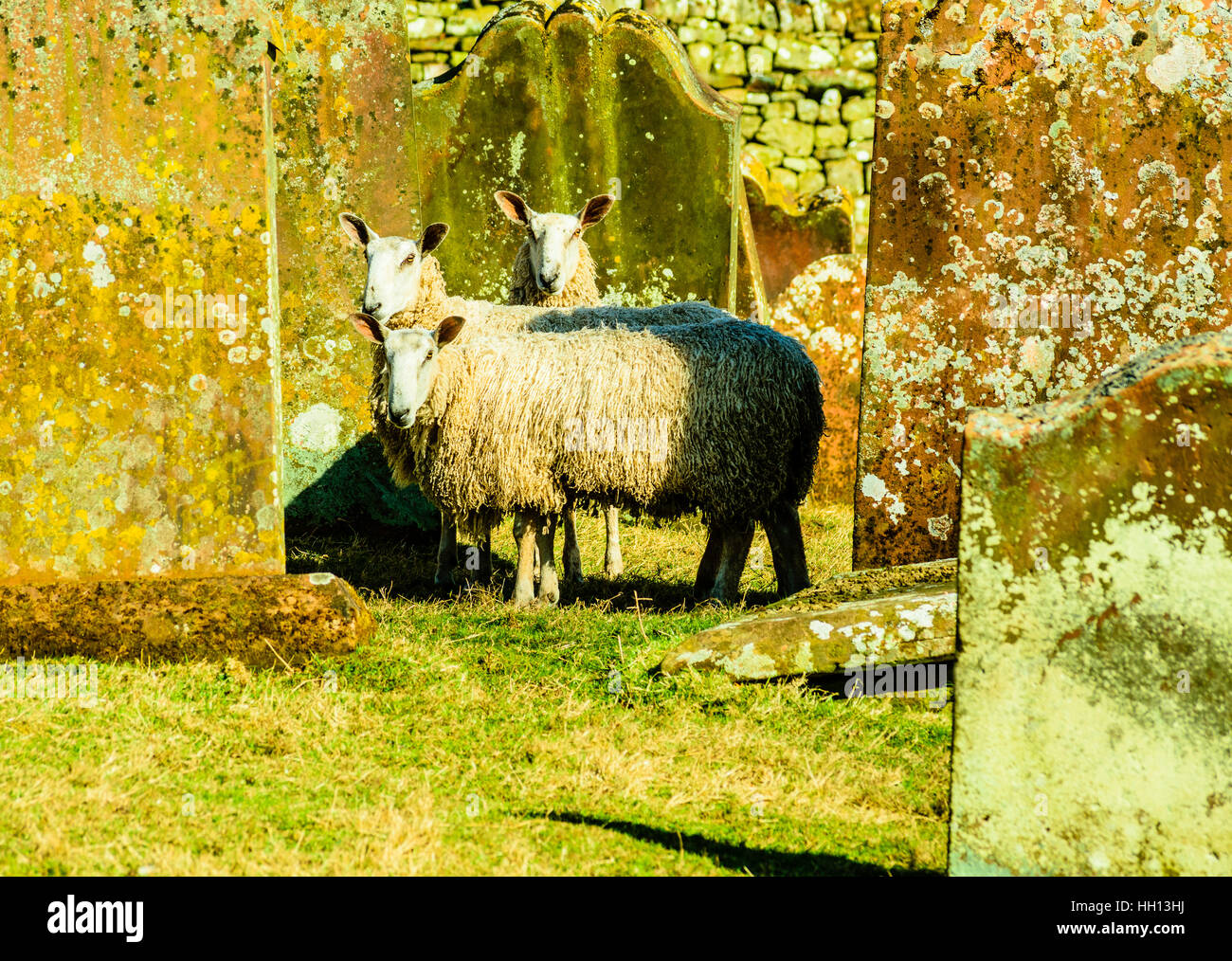 Pascolare le pecore immagini e fotografie stock ad alta risoluzione - Alamy
