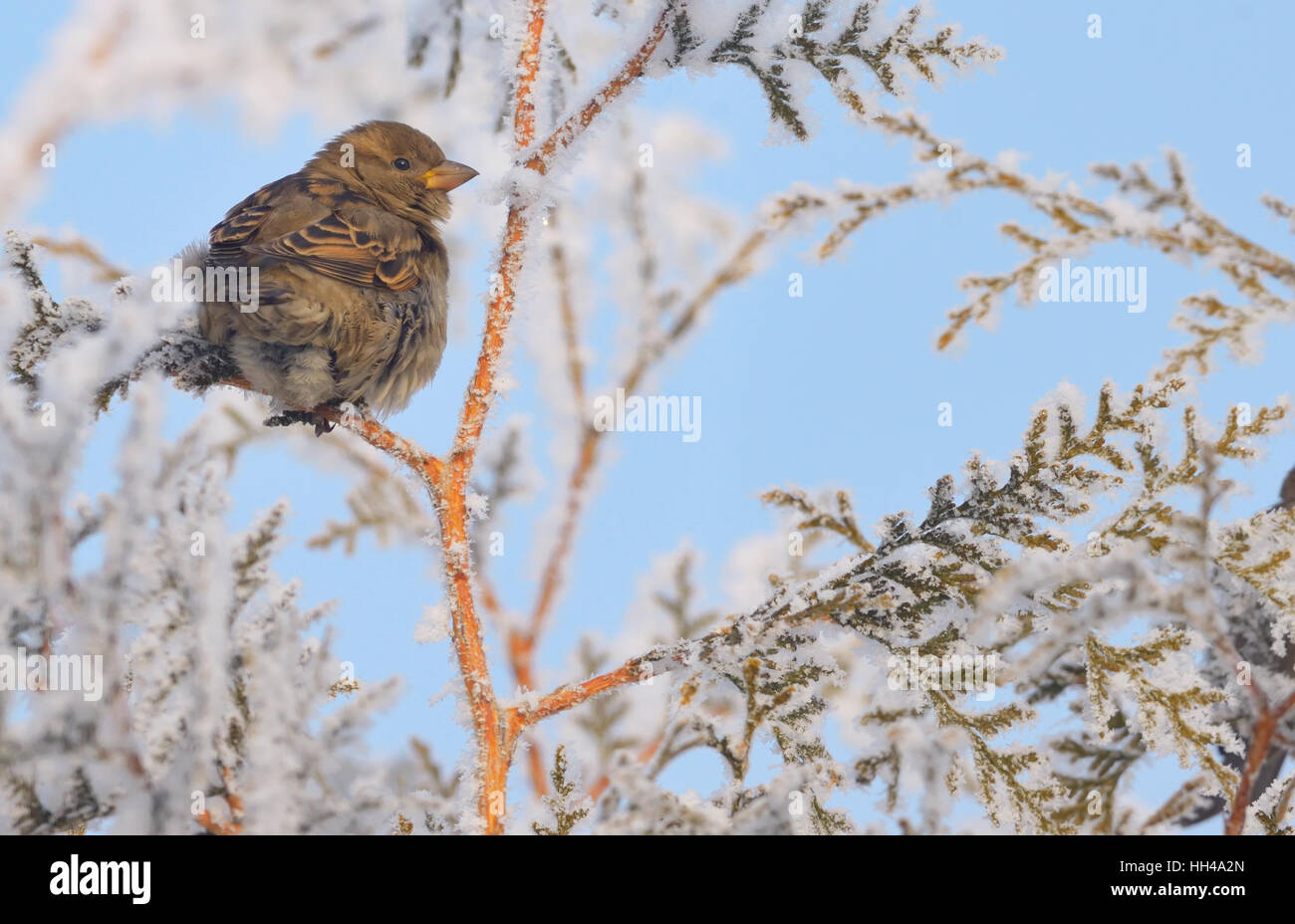 Passeri alla ricerca immagini e fotografie stock ad alta risoluzione ...