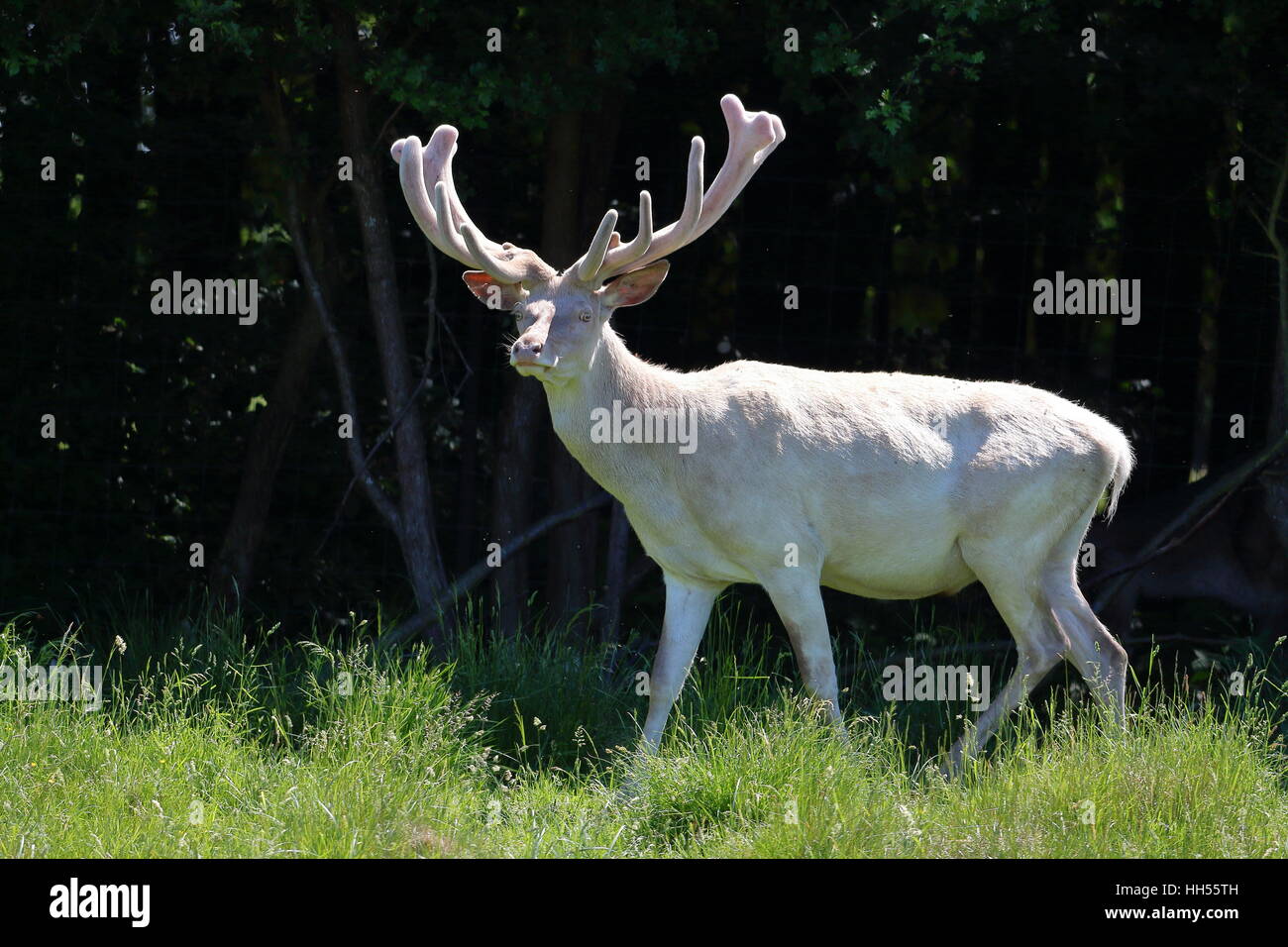 Cervo bianco immagini e fotografie stock ad alta risoluzione - Alamy