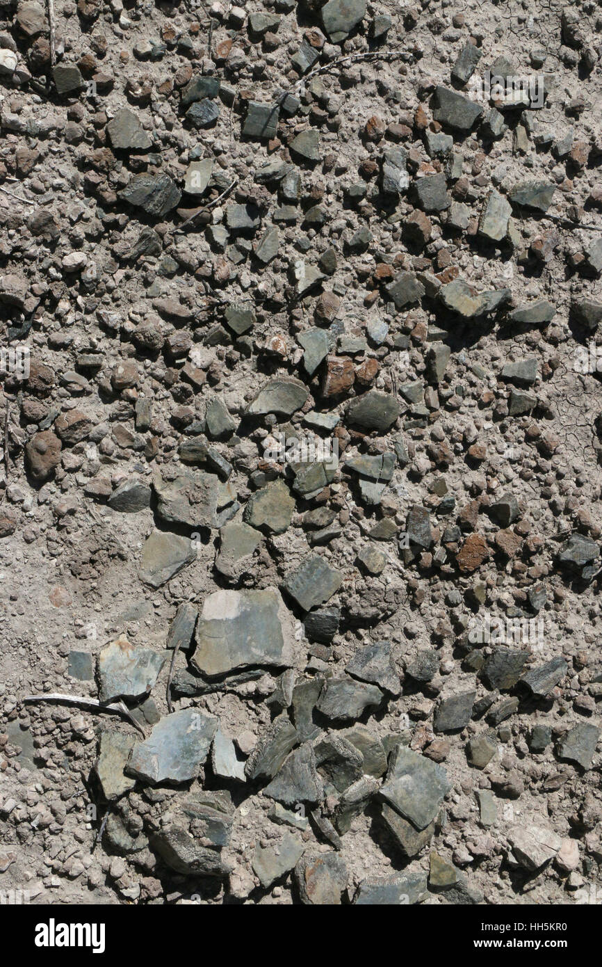 Fossile di tartaruga immagini e fotografie stock ad alta risoluzione ...