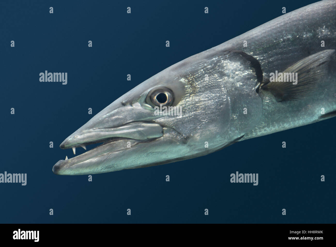 Grande barracuda barracuda immagini e fotografie stock ad alta risoluzione - Alamy