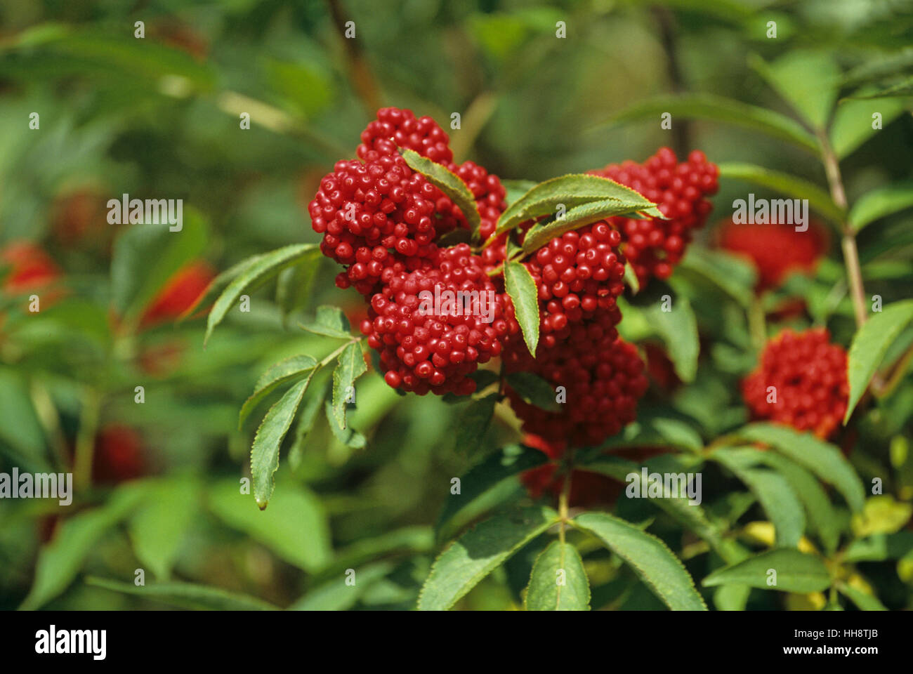 Sambucus racemosa di sambuco rosso immagini e fotografie stock ad alta ...