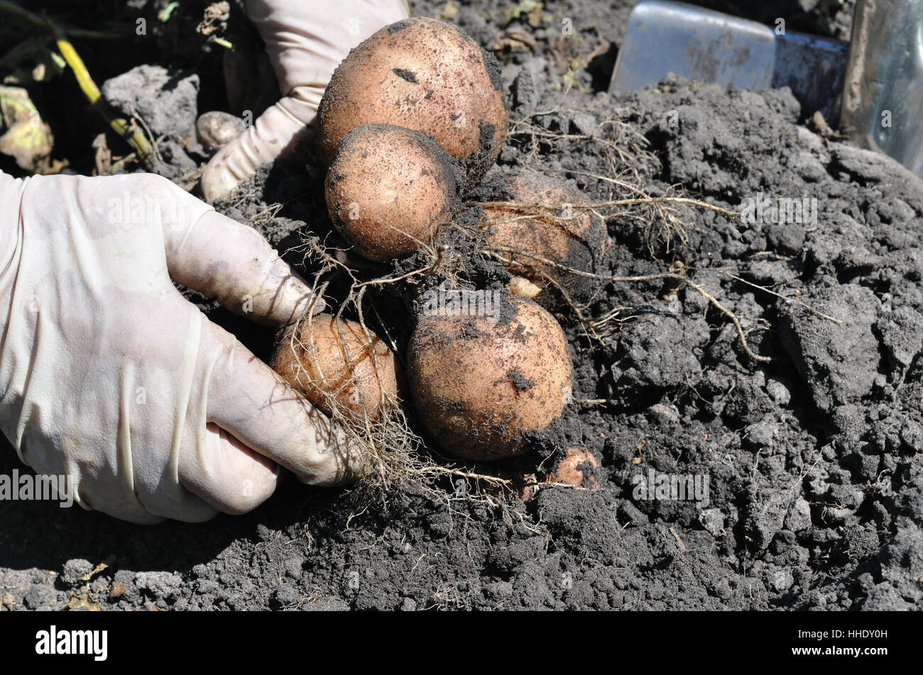 Raccolta di patate a mano immagini e fotografie stock ad alta ...