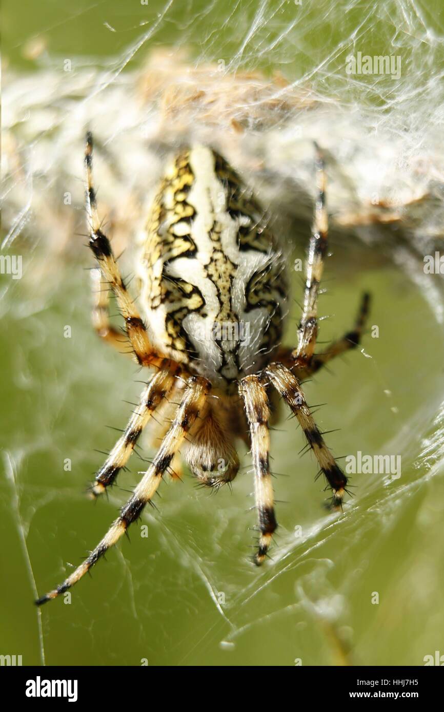 Echte radnetzspinne immagini e fotografie stock ad alta risoluzione - Alamy