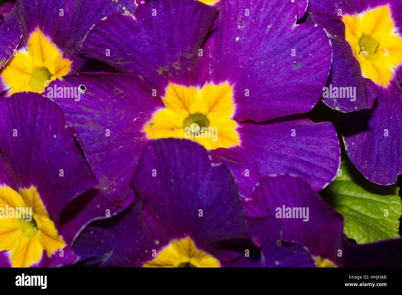 Specie viola gialla immagini e fotografie stock ad alta risoluzione - Alamy