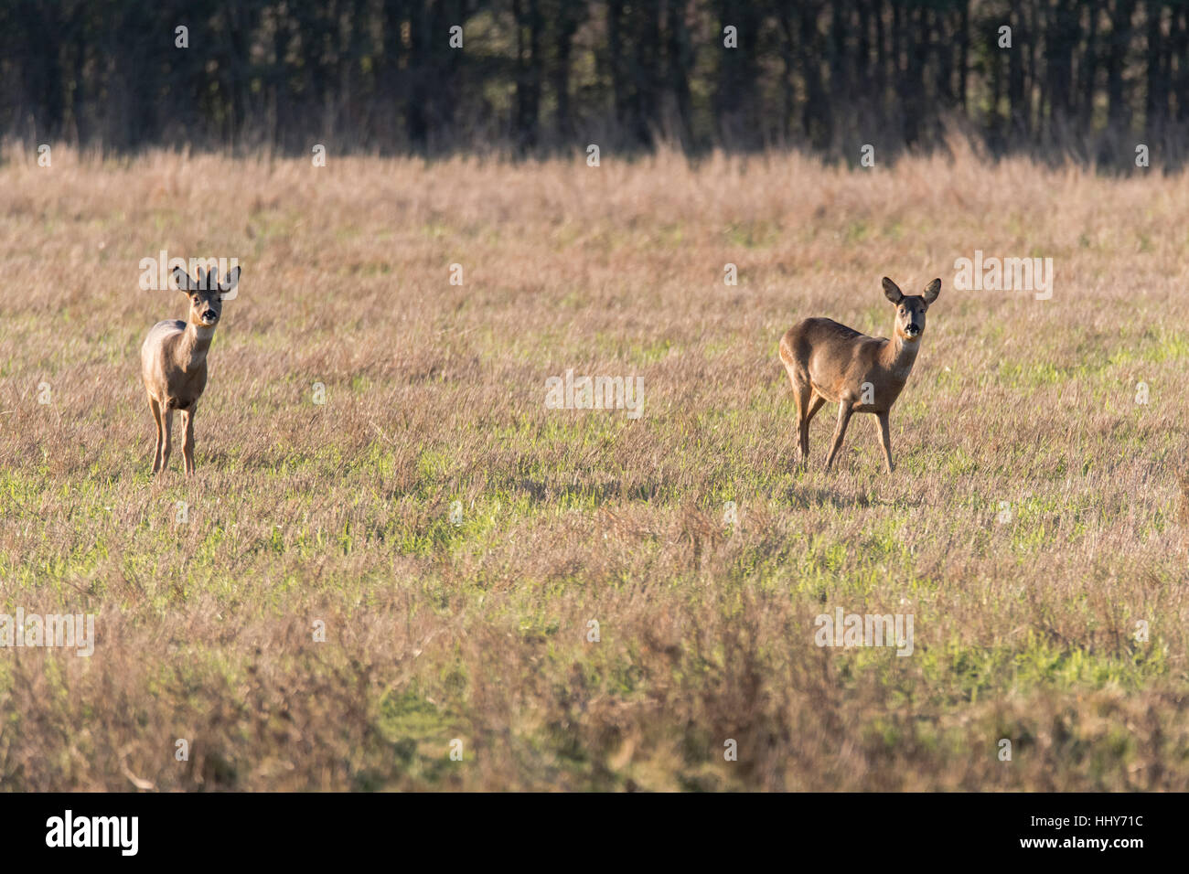 Capriolo con corna immagini e fotografie stock ad alta risoluzione - Alamy
