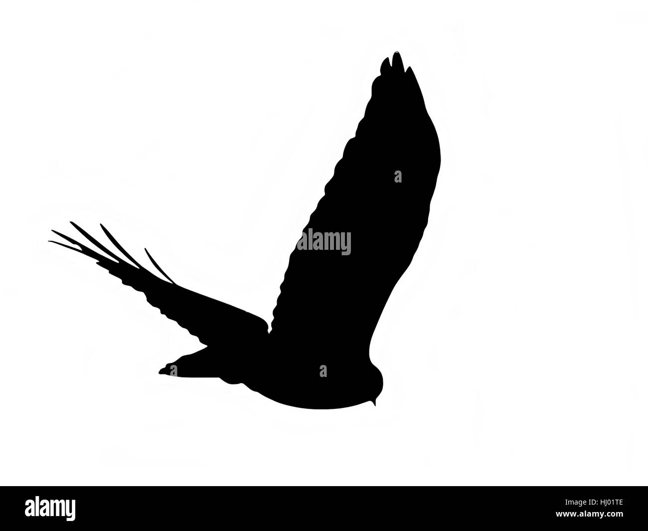 Raptor illustration immagini e fotografie stock ad alta risoluzione - Alamy
