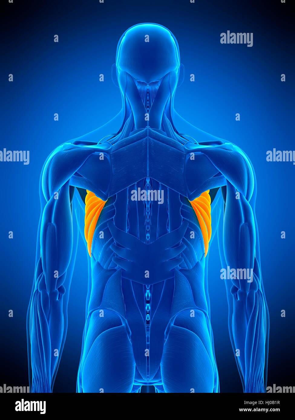 Músculo anterior y posterior del muslo immagini e fotografie stock ad ...