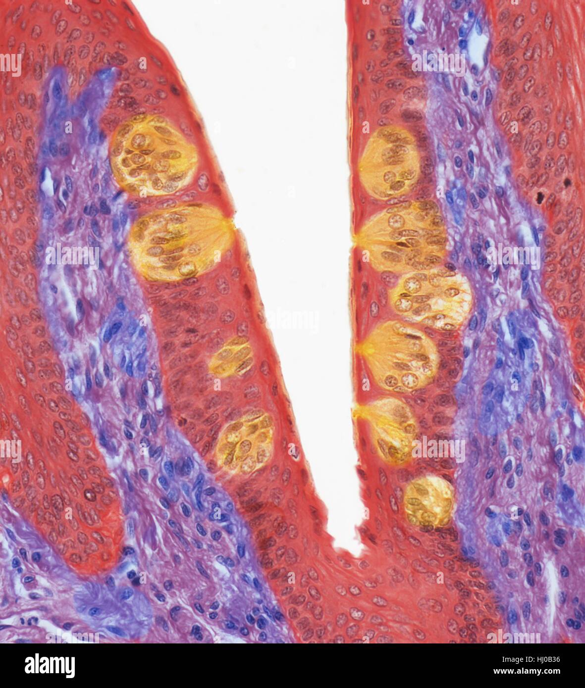 Le papille gustative.La luce colorata micrografia di sezione tramite la ...