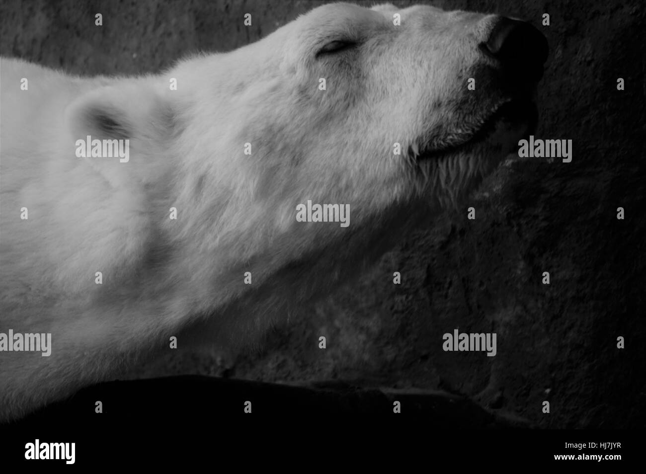 Orso polare adulto Foto e Immagini Stock in Bianco e Nero - Alamy