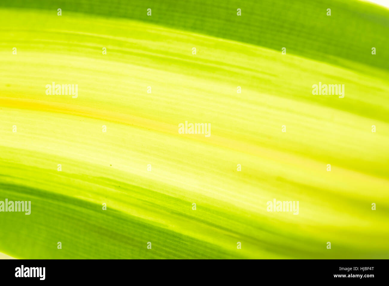 Sfondo Verde Design Immagini e Fotos Stock - Alamy