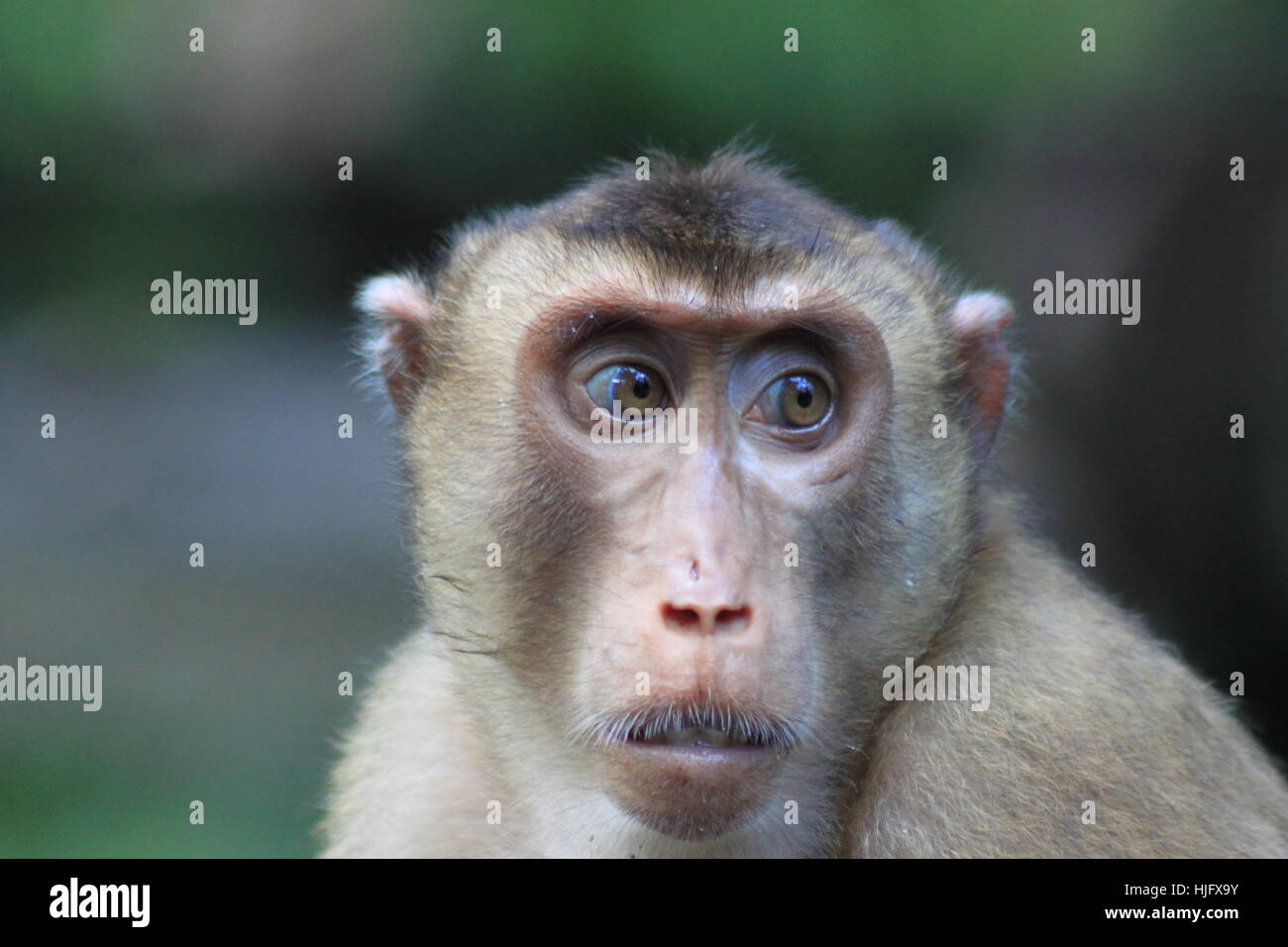 Colpo alla testa del macaco immagini e fotografie stock ad alta ...