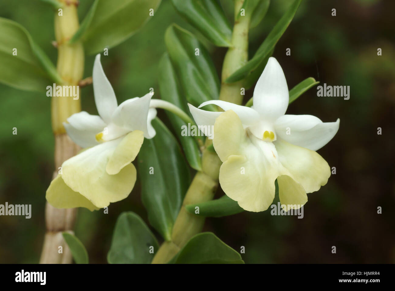 Dendrobium species immagini e fotografie stock ad alta risoluzione - Alamy