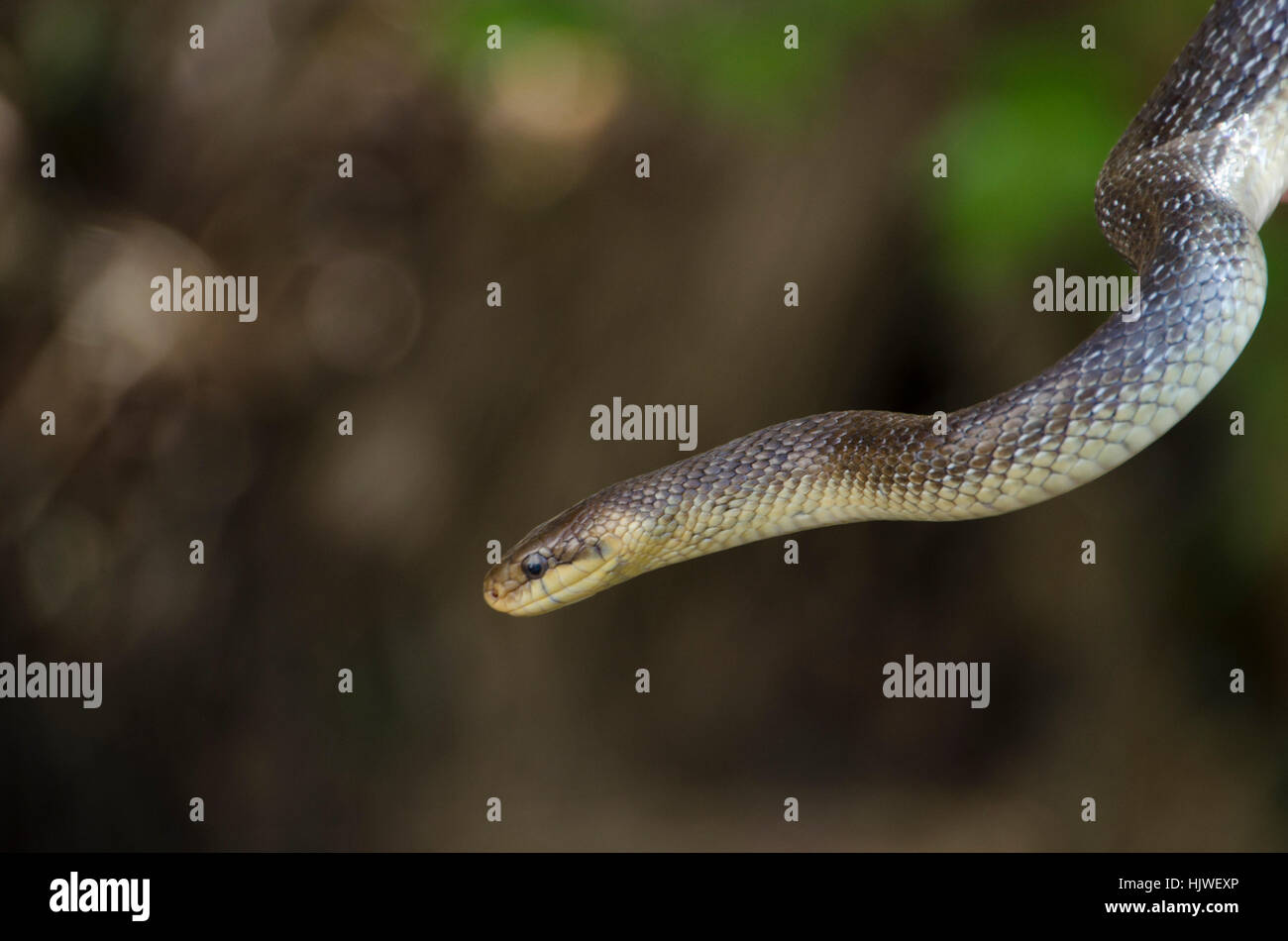 Serpenti, Viper, atossico, vipere, serpenti, Viper, atossico, vipere ...