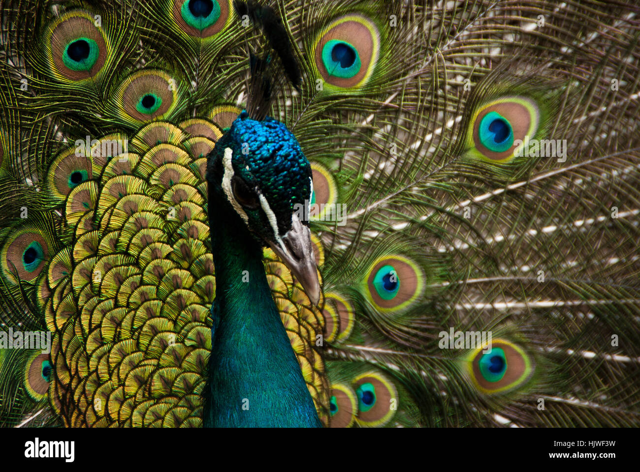 Uova di pavone immagini e fotografie stock ad alta risoluzione - Alamy