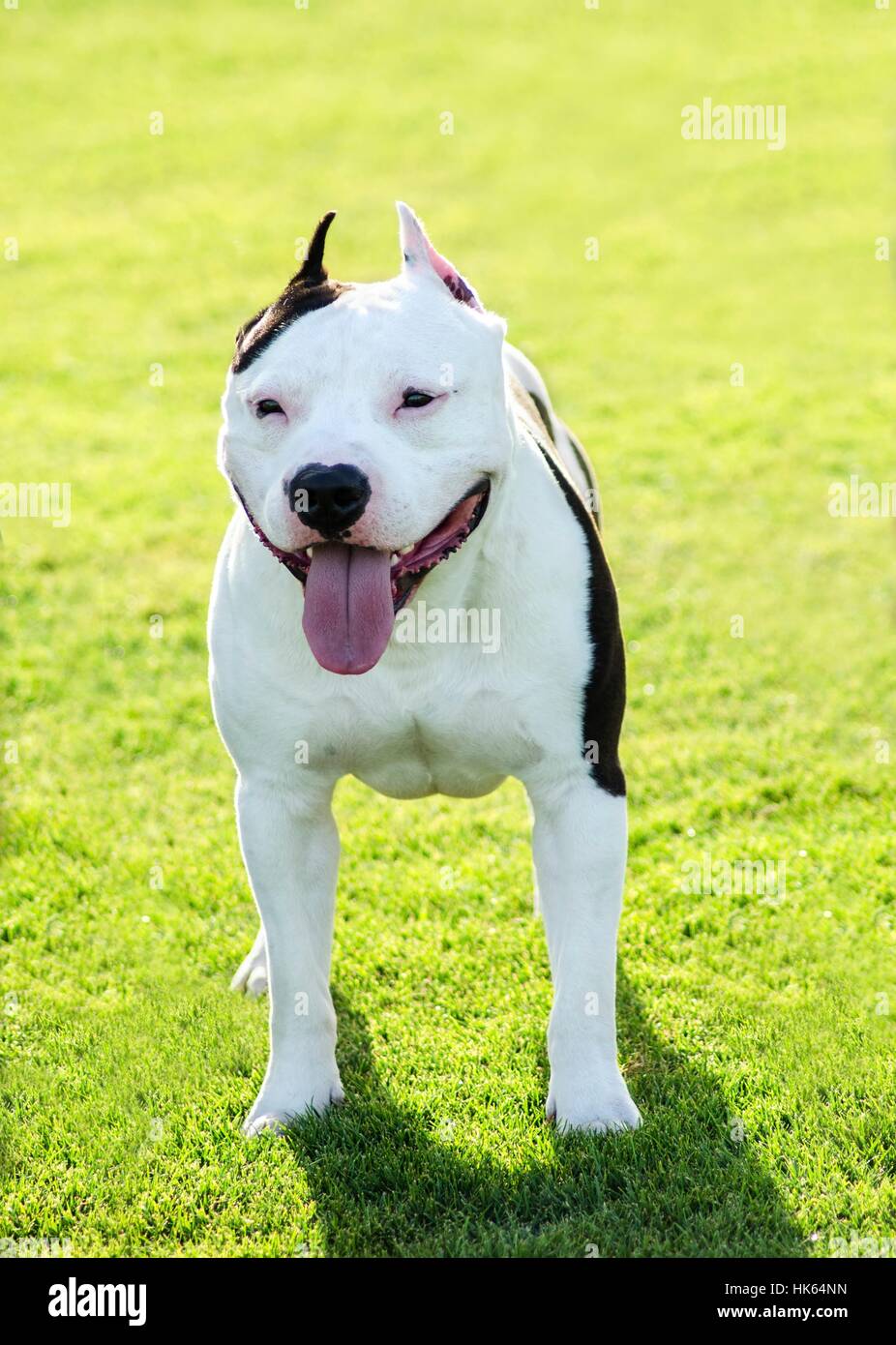Standard american bulldog immagini e fotografie stock ad alta ...