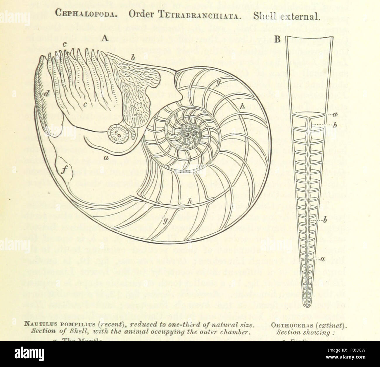 Immagine tratta da "figure di caratteristici fossili britannici", che ...