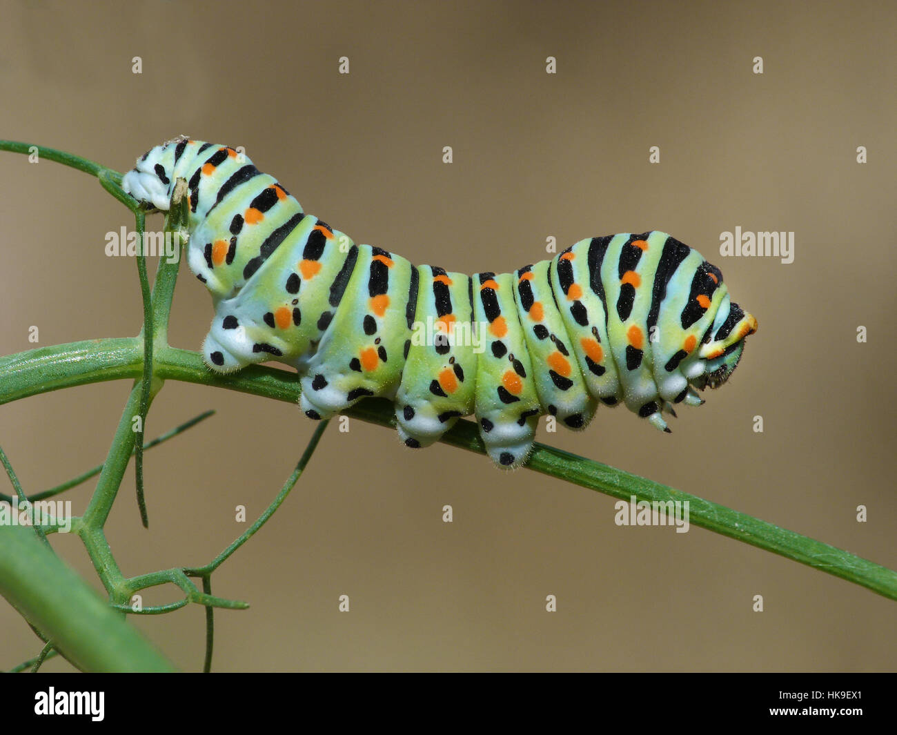 A coda di rondine (farfalla Papilio machaon) Seconda generazione,3 ...