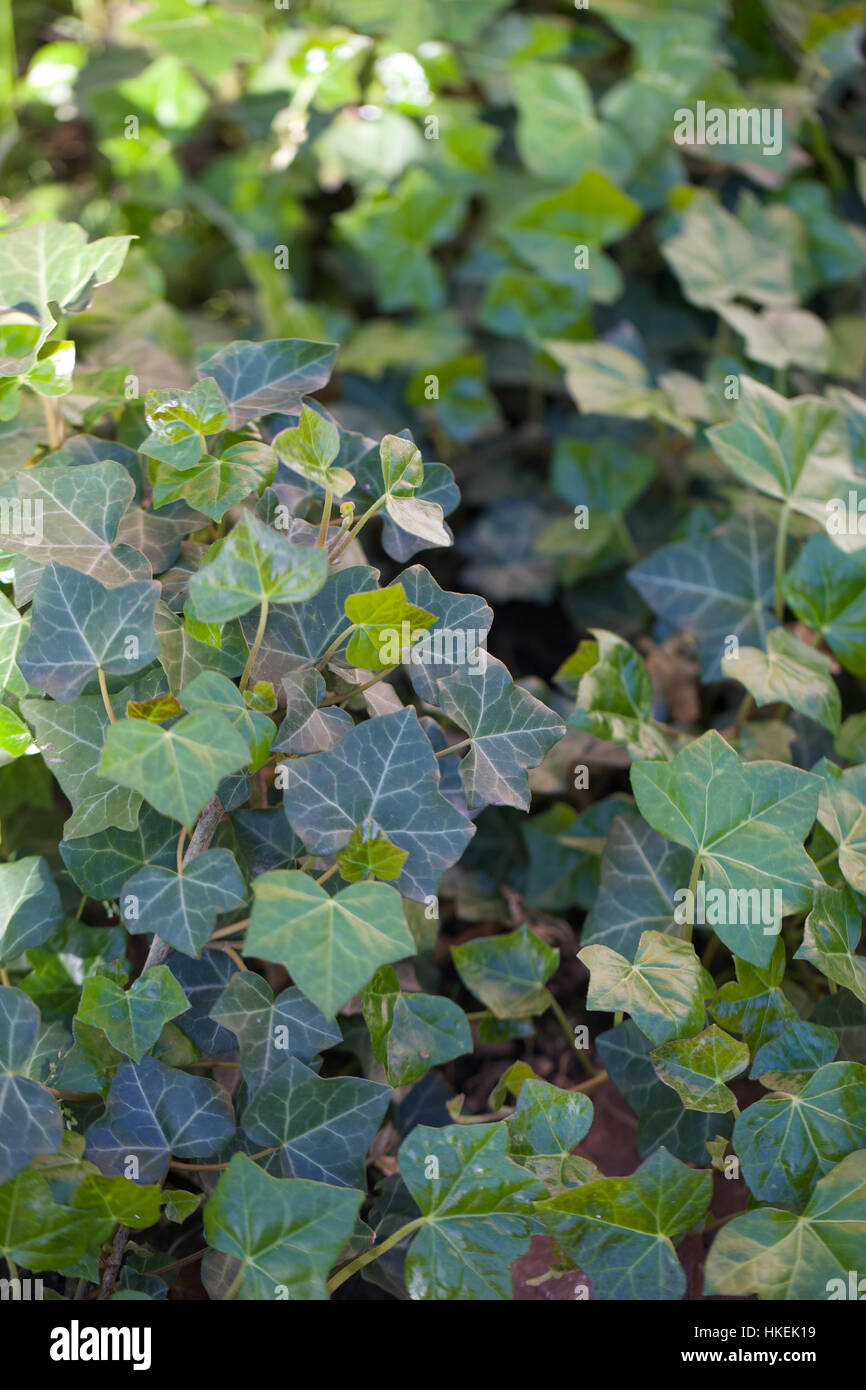 Foglie rampicanti immagini e fotografie stock ad alta risoluzione - Alamy
