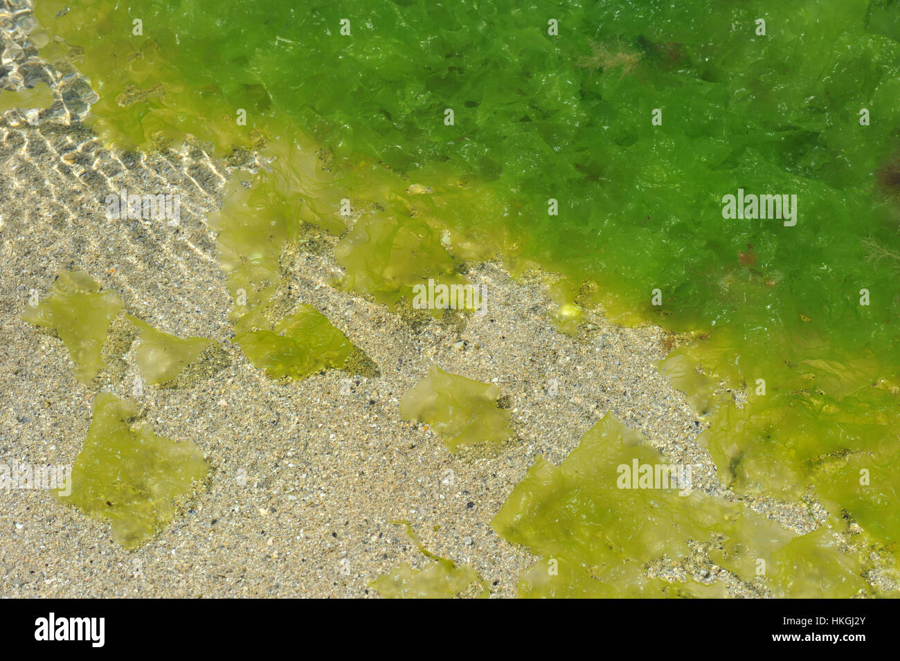 Alghe marine verdi immagini e fotografie stock ad alta risoluzione - Alamy