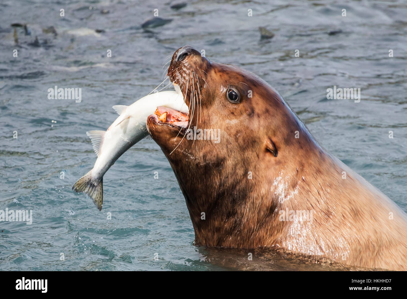 Un leone di mare nuota nel fish weir area e afferra un rosa salmone ...