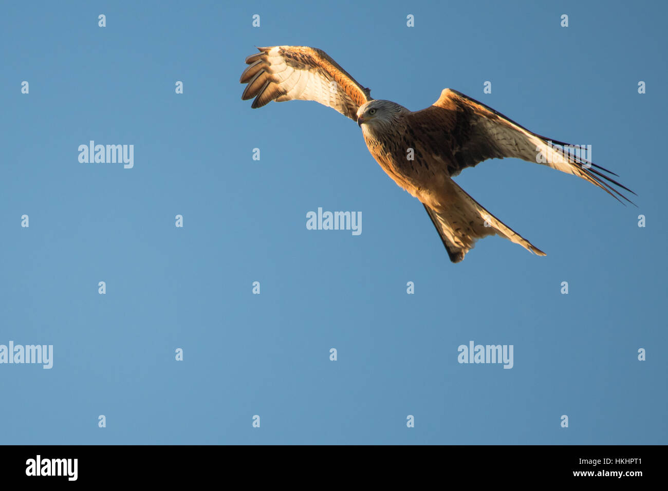 Nibbio reale (Milvus milvus) in volo con ali angolata. Medio-grande ...
