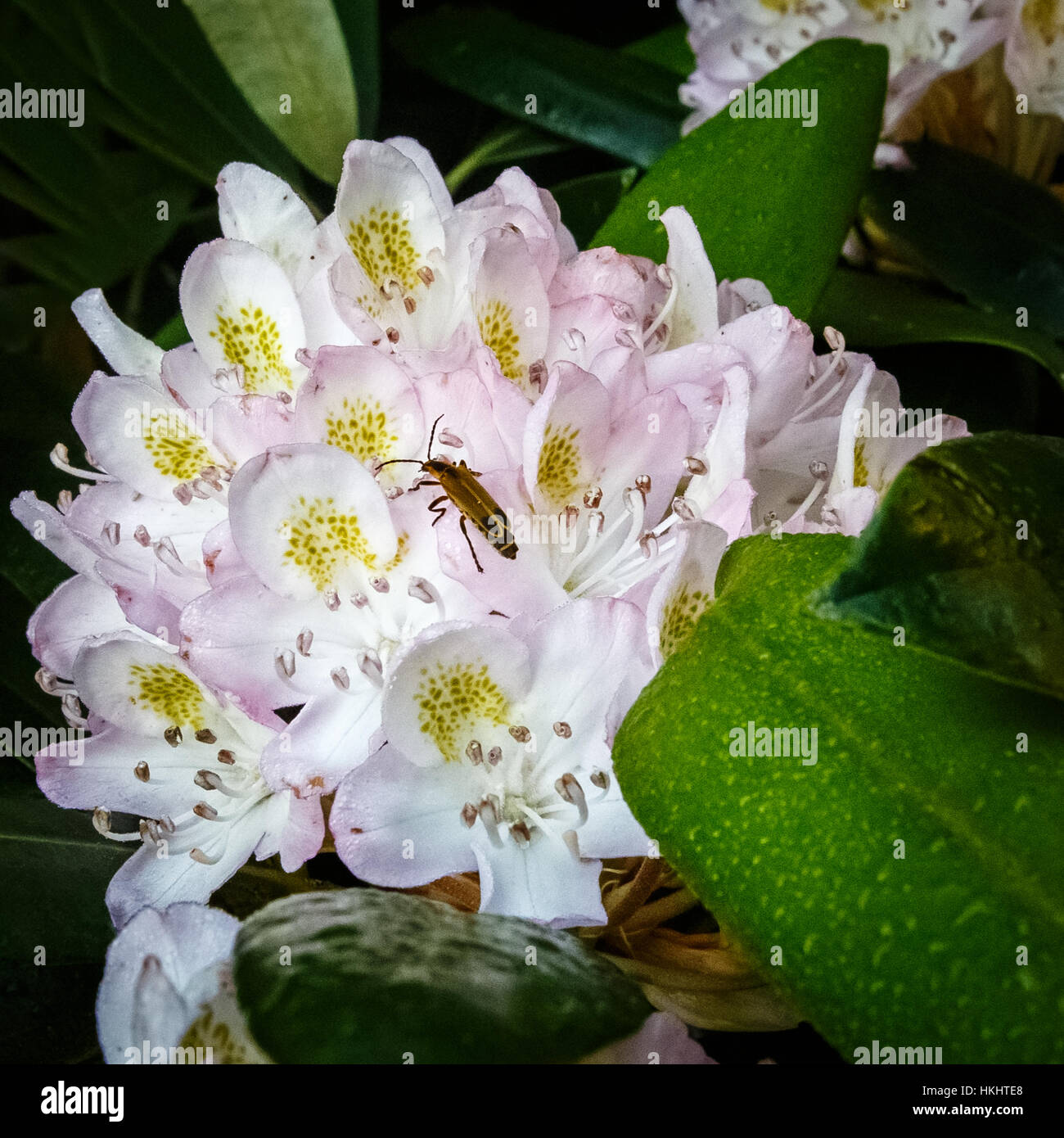 Rododendro di montagna immagini e fotografie stock ad alta risoluzione ...